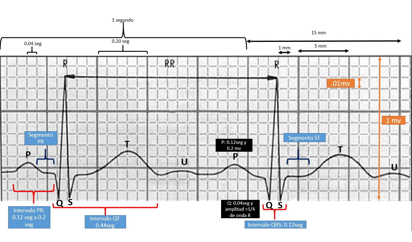 Fisiologia humana: Electrocardiograma interpretacion y eje electrico