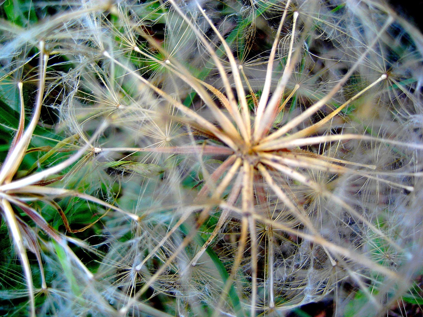 Living Rootless: Montezuma, New Mexico: A Faerie Flower