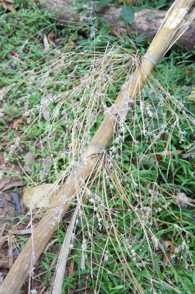 OUR PHILIPPINE TREES: A Bamboo with Flowers!
