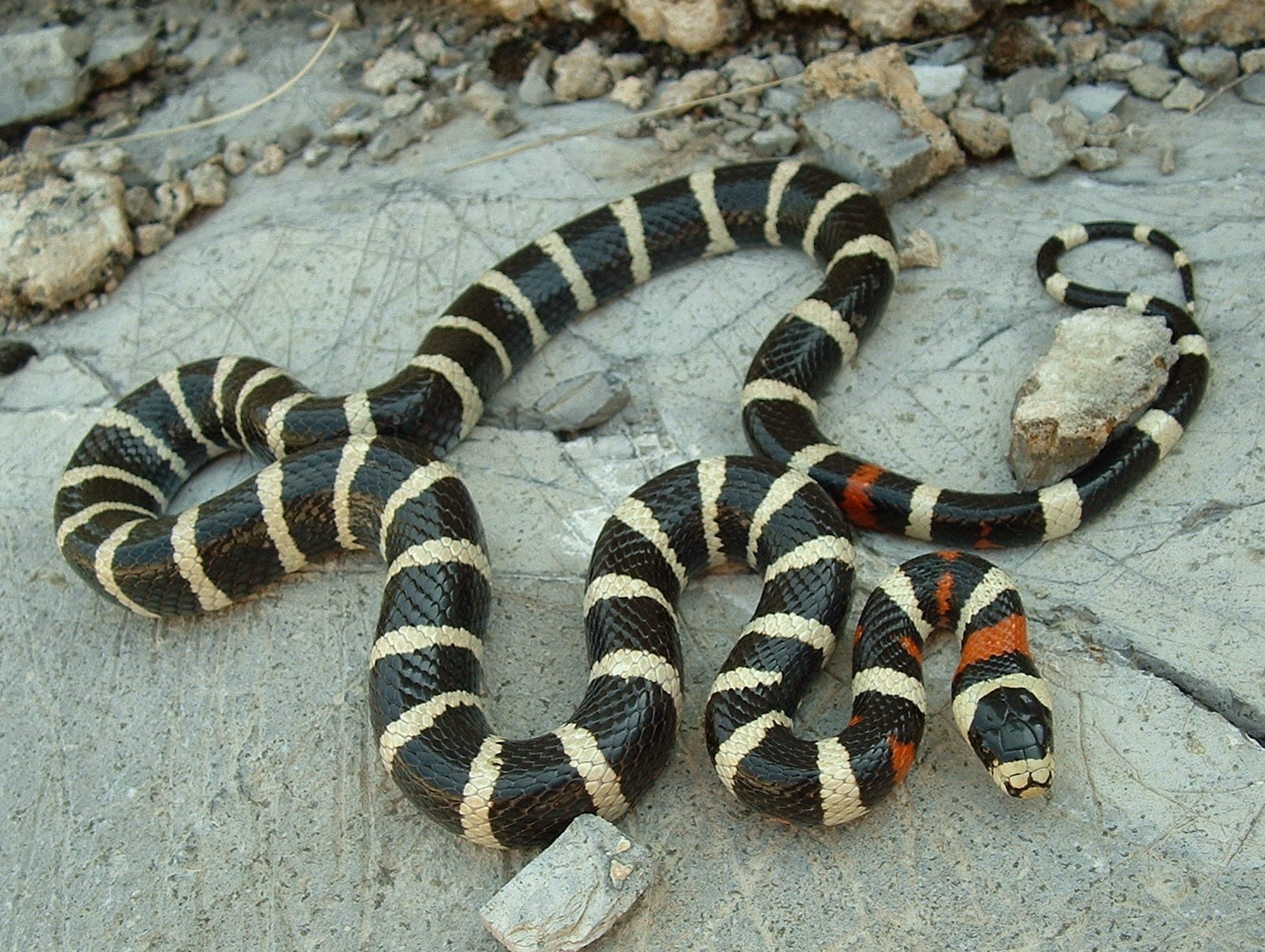 Jenis - Jenis Colubrid Snake ( Genus Colubridae ): Jenis-jenis / Macam ...