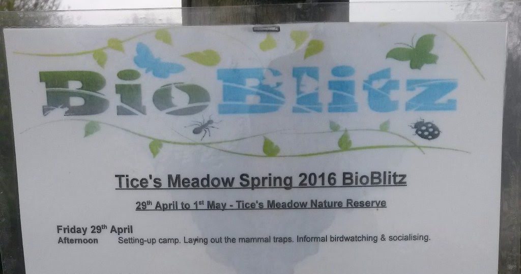 Randon's Ramblings : THE TICE'S MEADOW SPRING 2016 BIOBLITZ AND THE HORTON-HAY CUP