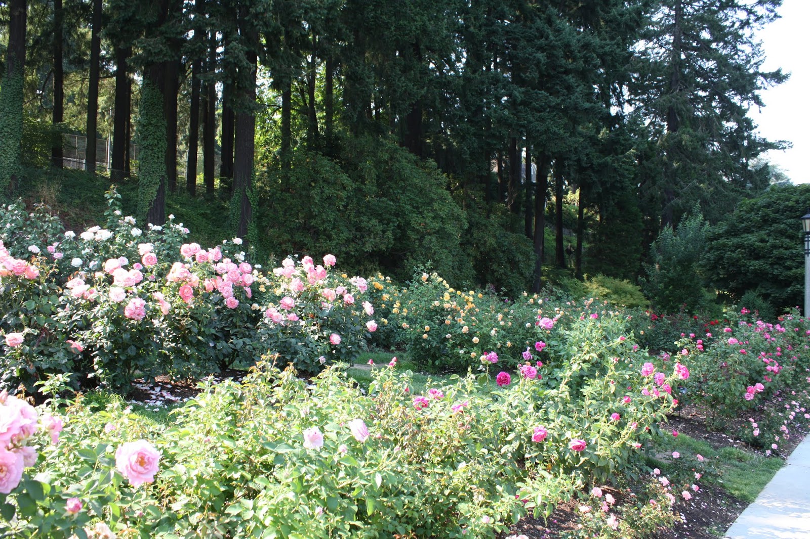 A Little Time and a Keyboard: Scenes from the International Rose Test ...