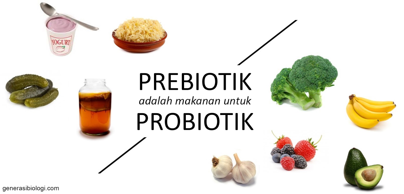 Pengertian Probiotik dan Prebiotik - Biologizone