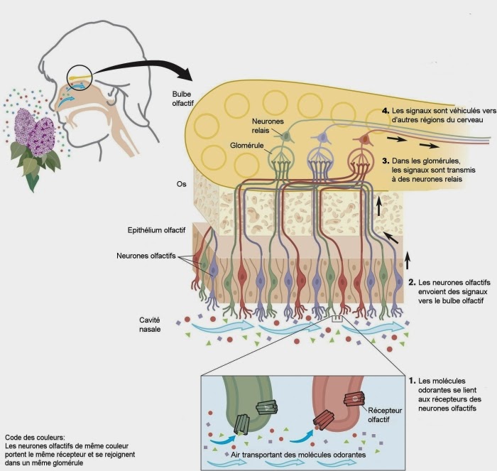 Le cannabis : stimulateur de l'appétit !: Hyp: Olfaction
