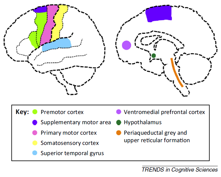 The Neurocritic: Eliciting Mirth and Laughter via Cortical Stimulation