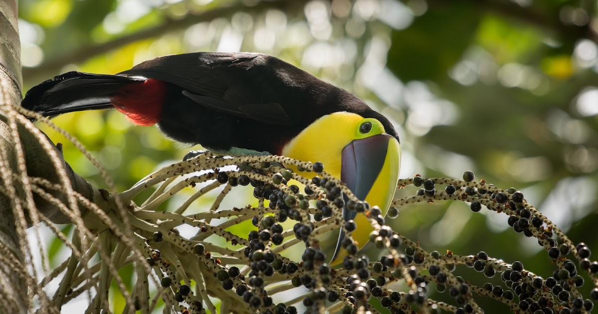 Lars-Gunnar & Tereza Nyqvist: 170309 Costa Rica - Dag # 10