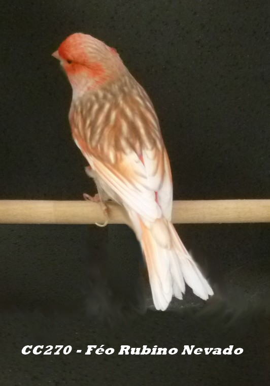 Canaril Curico - Canário de Cor: Fotos Canários