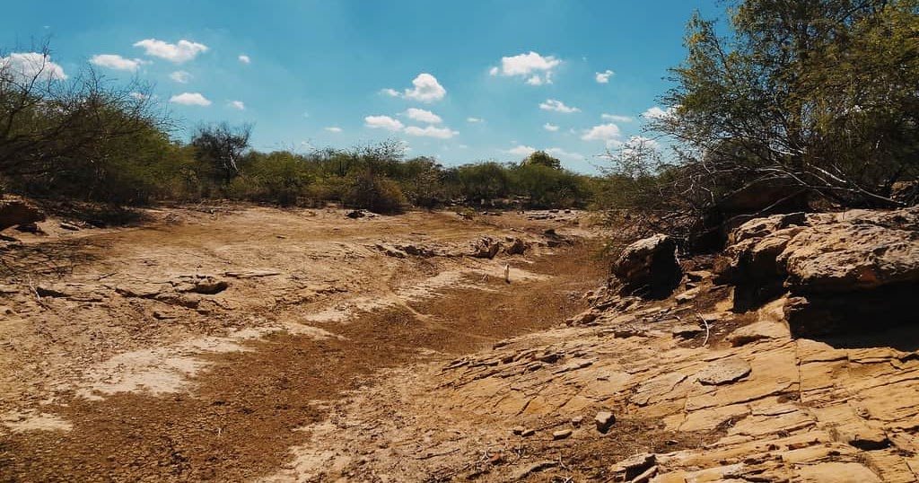 Dia Nacional da Caatinga_28 de Abril ~ Áreas Verdes das Cidades - Guia ...