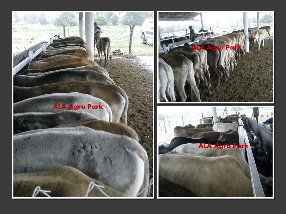 Ladang Ternak Lembu: Lembu KK jantan untuk dijual