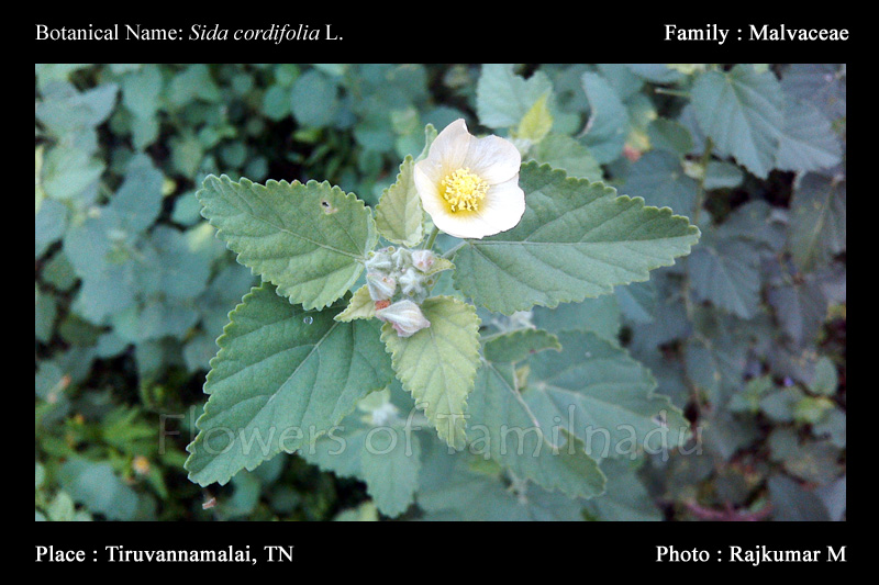 Sida cordifolia - Heart leaf Sida - Flowers of Tamilnadu