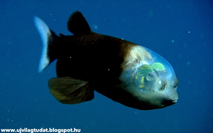 A mélytengerek egyik legbizarrabb lakója az átlátszó fejű hal | Új ...