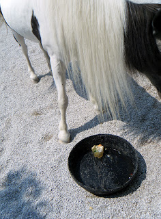 Zoo Animal Enrichment: Domestic Hoofstock Enrichment