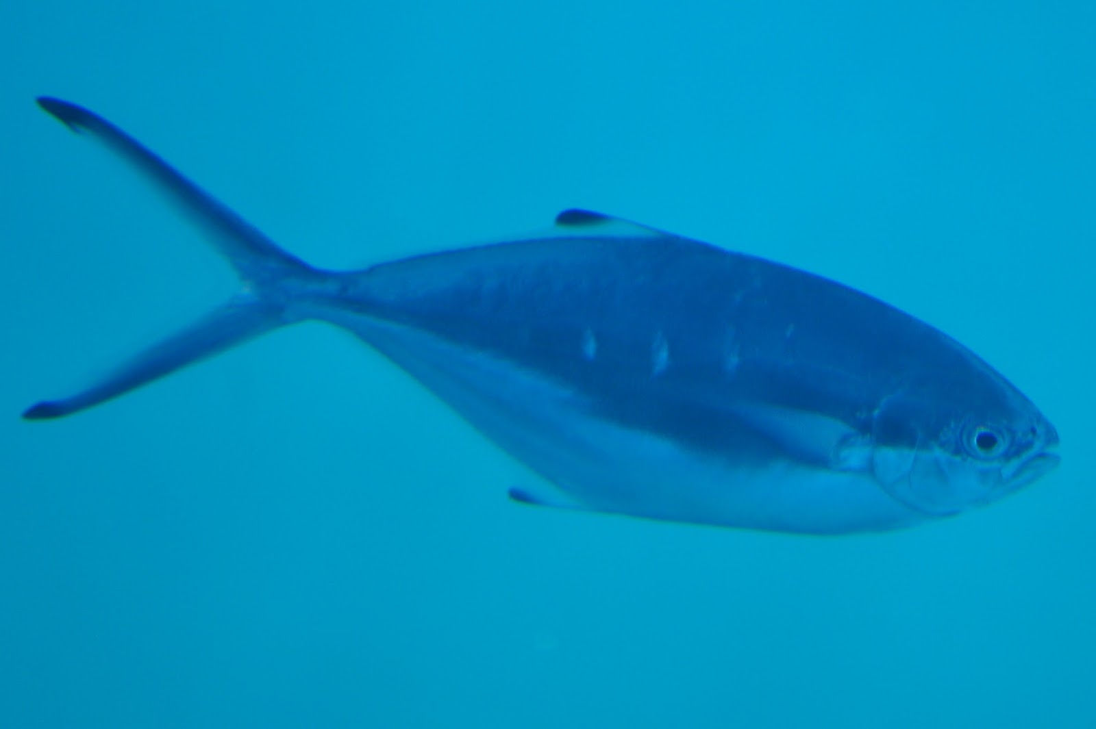 ZOOTOGRAFIANDO (6.100 ANIMALS): PÁMPANO BLANCO / SHORT DORSAL FIN ...
