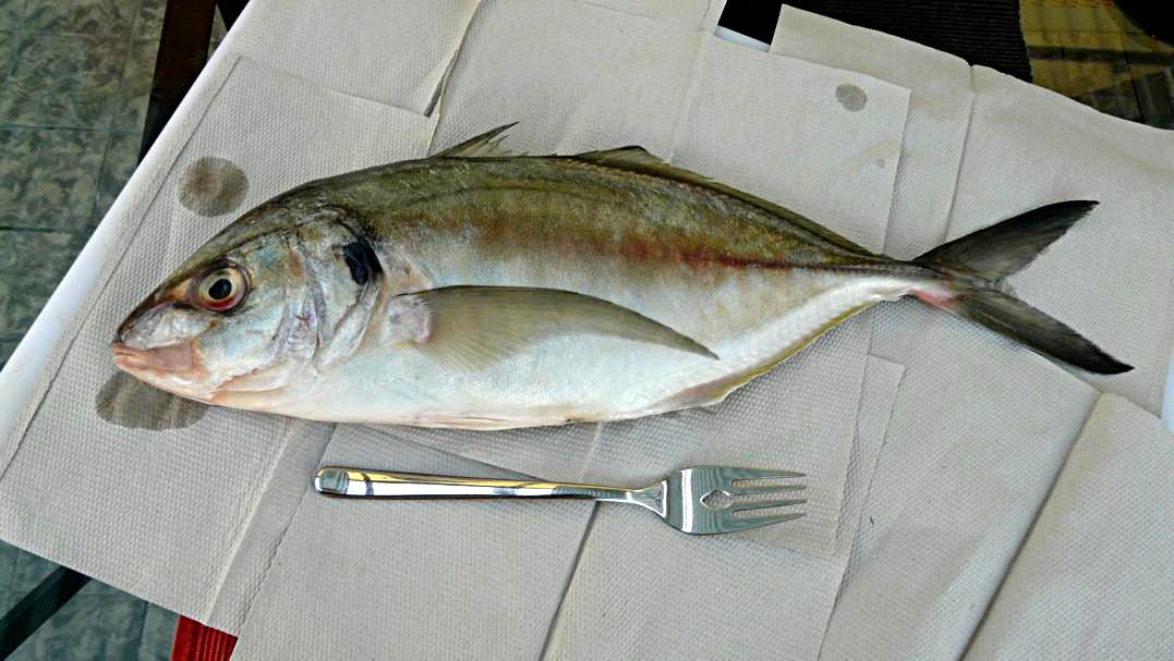 Kulinarische Welten zu Fisch- und Meeresfrucht: Makrele an Sauce au vin ...