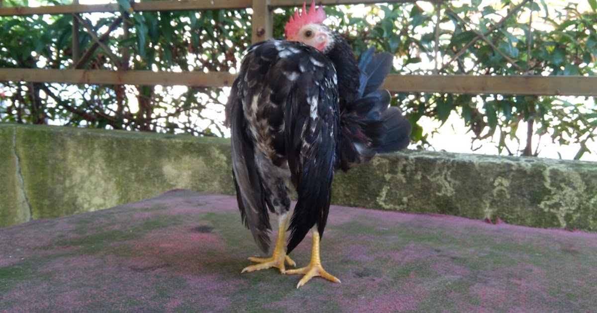 Serama Malaya: Panglima Hitam Malaya (The Malayan Black Warrior)