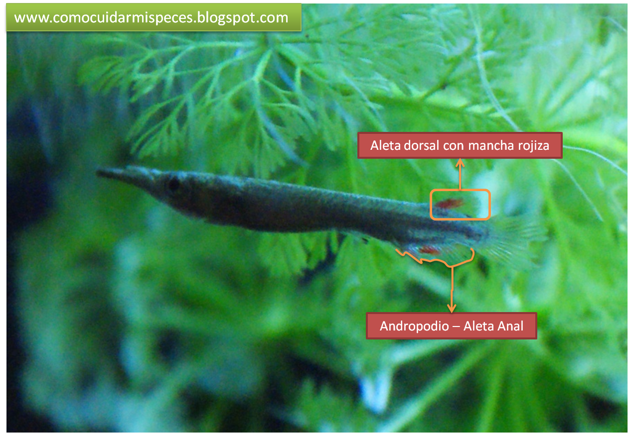 Medio pico - Diferencias sexuales en imágenes - Dermogenys Pusilla
