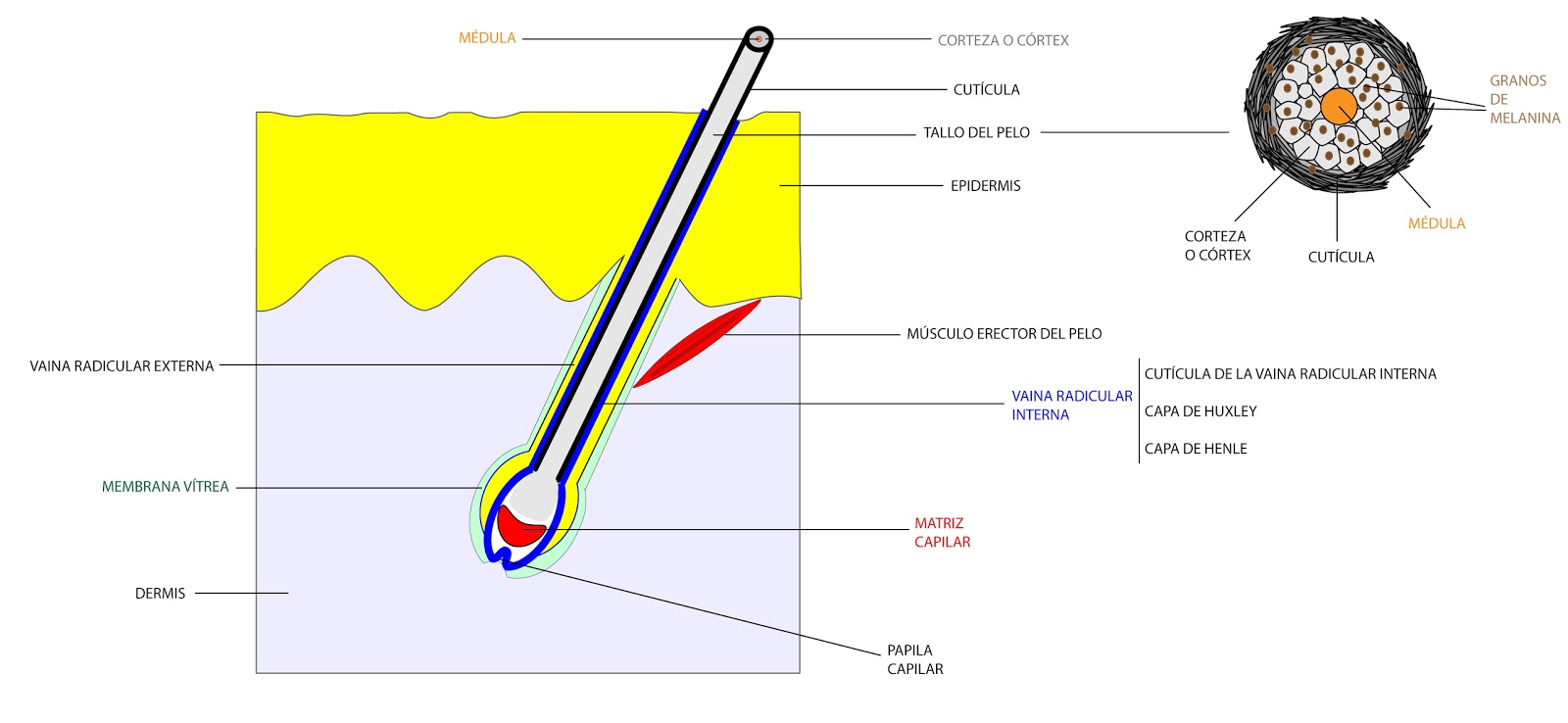 el moderno prometeo: Anexos cutáneos: Anatomía del Folículo Piloso