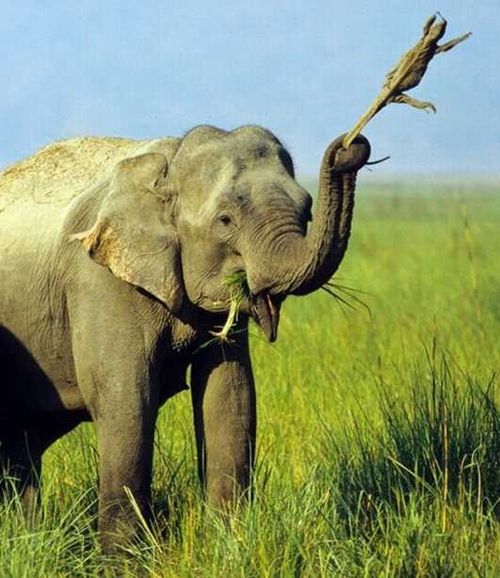 OmegaArt: 20 Gambar Unik Dari Dunia Binatang