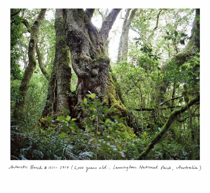 The Orstrahyun: Okay, Now That's Old - Australia's Most Ancient Trees