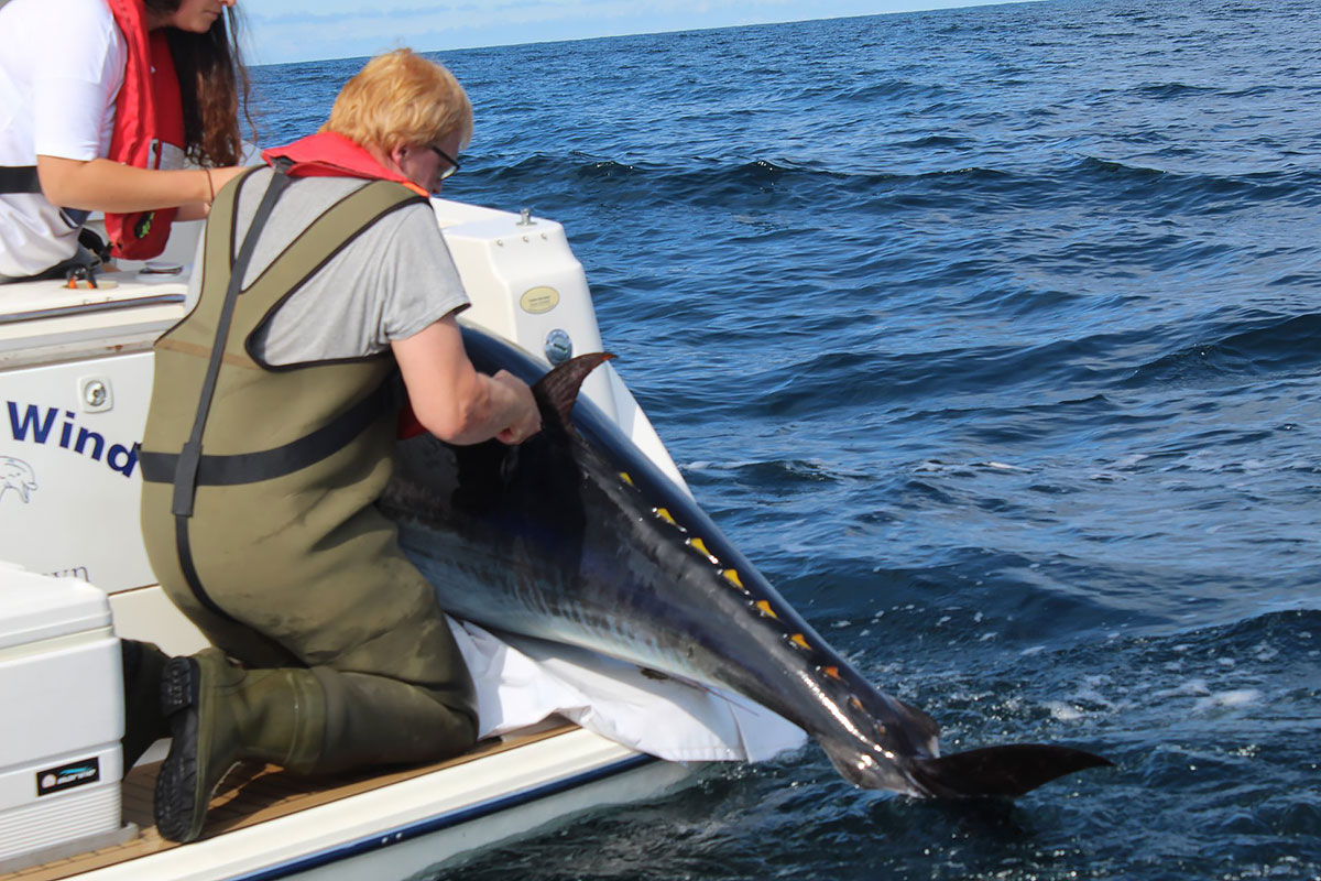 Team Propell fiske: 12 nye tunfisker merket i dansk farvann