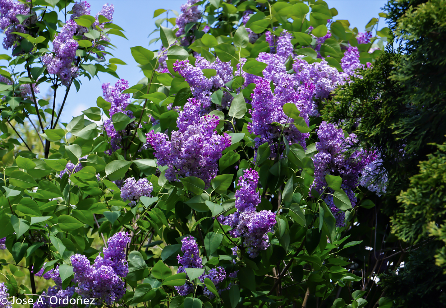 El Jardín de la Barrosa: La Barrosa en Abril