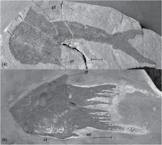 Life Before the Dinosaurs: Furcacauda.