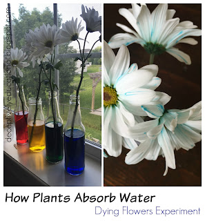 Relentlessly Fun, Deceptively Educational: How Plants Absorb Water ...