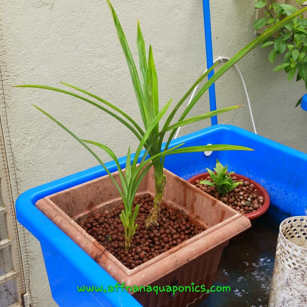 Affnan's Aquaponics: Pandan Revisited
