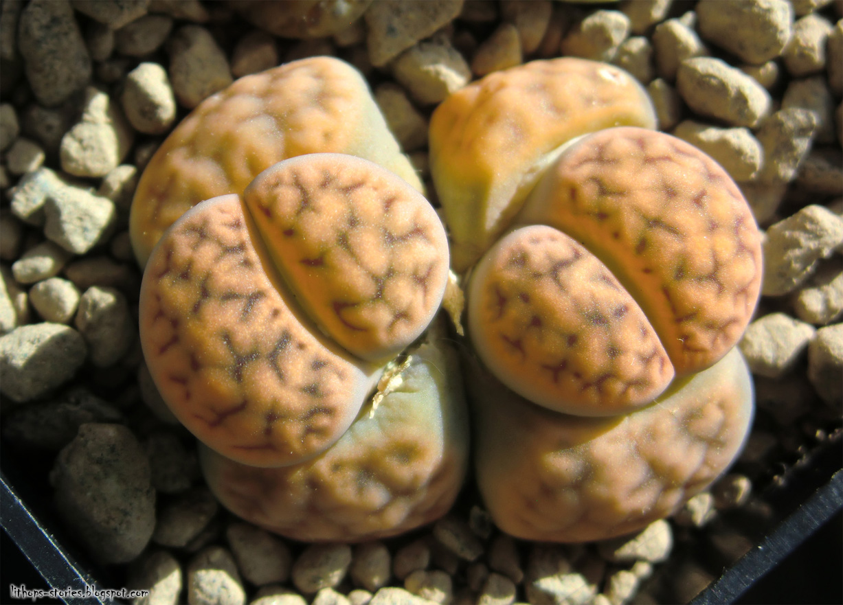 Lithops Stories: Lithops plant size: Part 3 (18 pics)