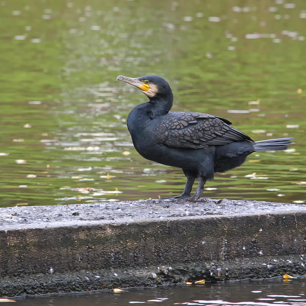 Nieske's fotosite: Aalscholver