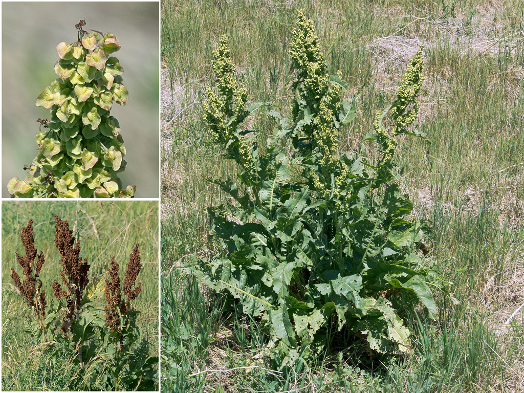 Earth and Space News: Americanized Curly Dock Gardens Away From Poultry ...