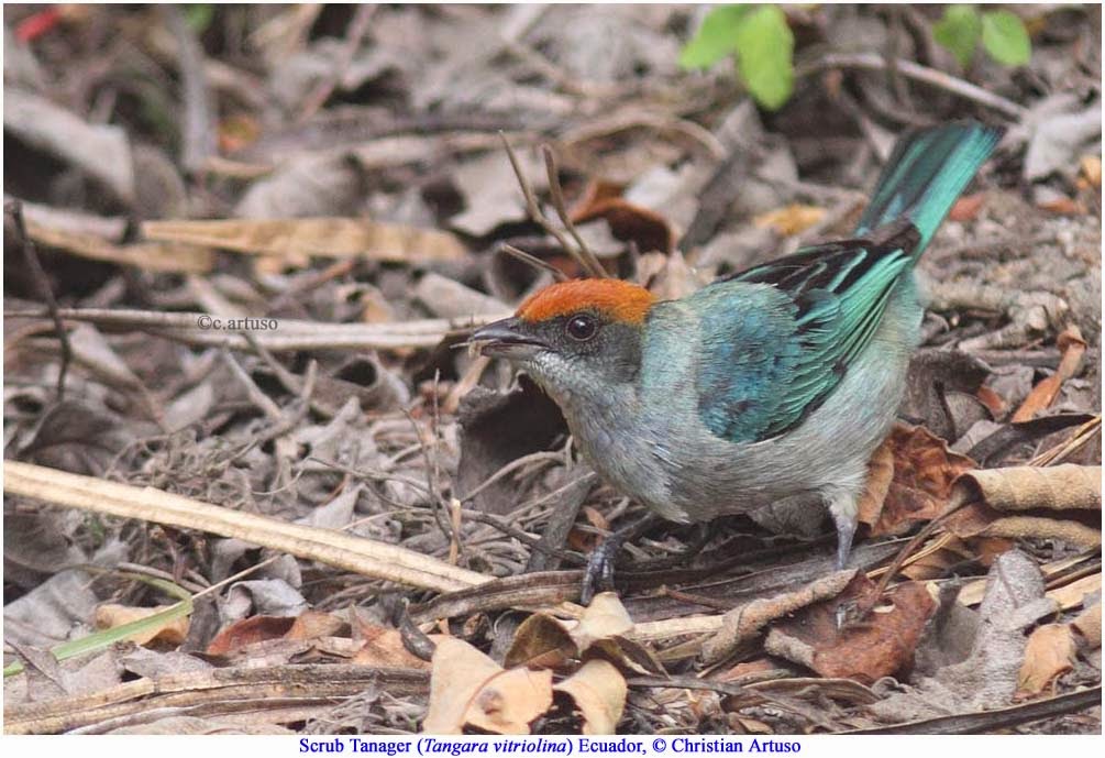 Christian Artuso: Birds, Wildlife: Tanager dreamin’ on such a winter’s day!