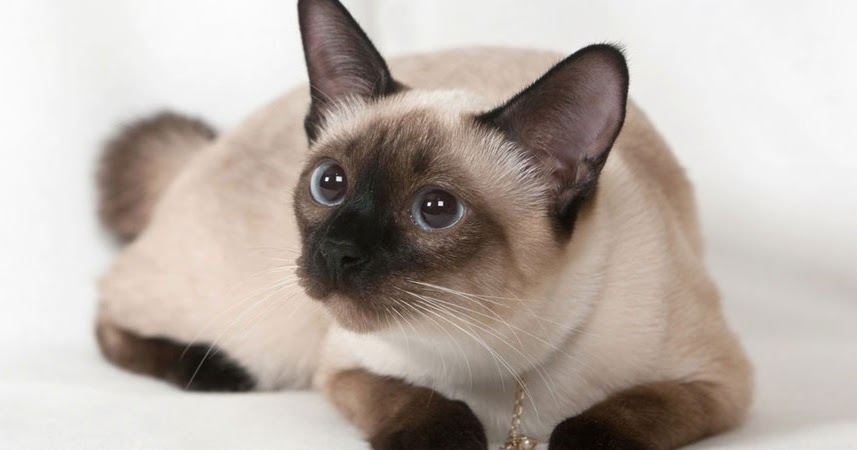 Siamese Cats - Catipedia