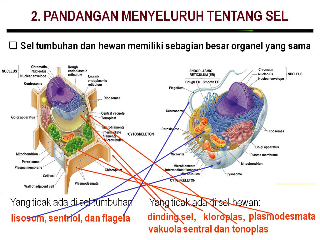 Power point KU: Sejarah, Teori dan Jenis Sel