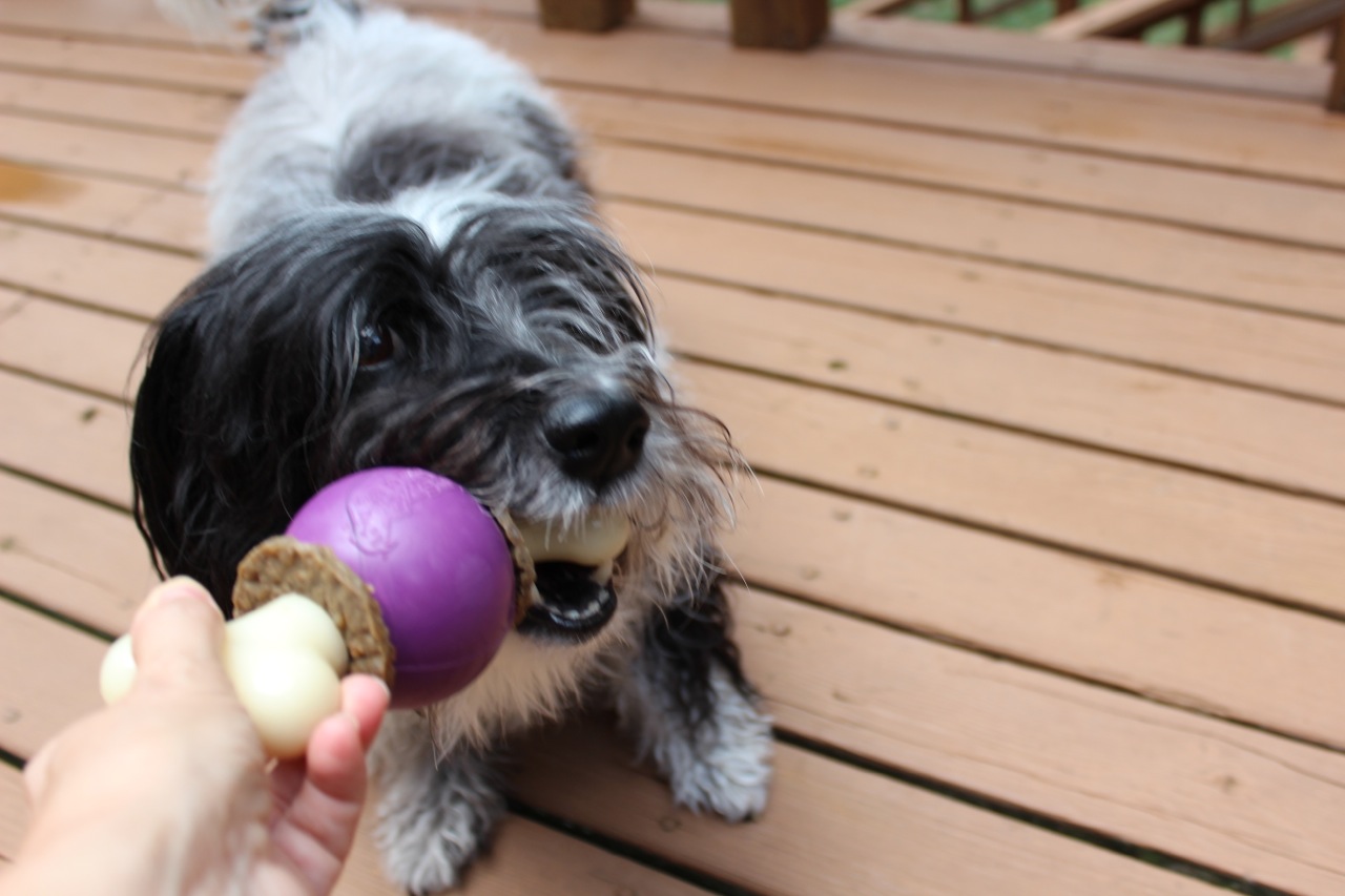 To Dog With Love: Entertain Your Pup With Busy Buddy and Lickety Stik ...
