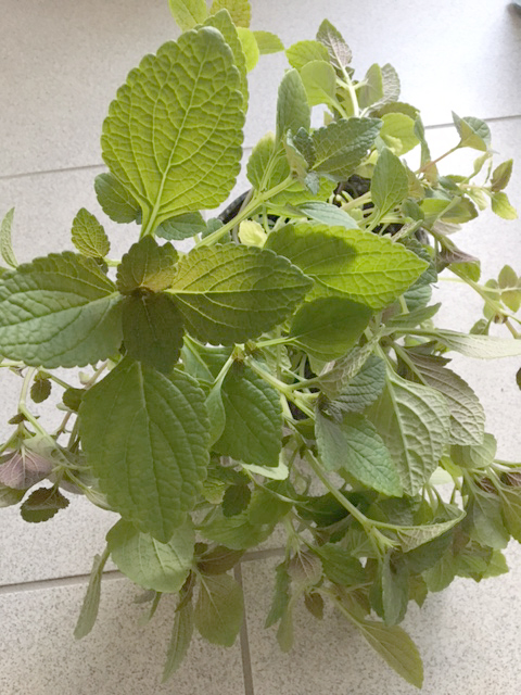 Vegetable and Fruit Gardening in SW Florida: African Potato Mint ...