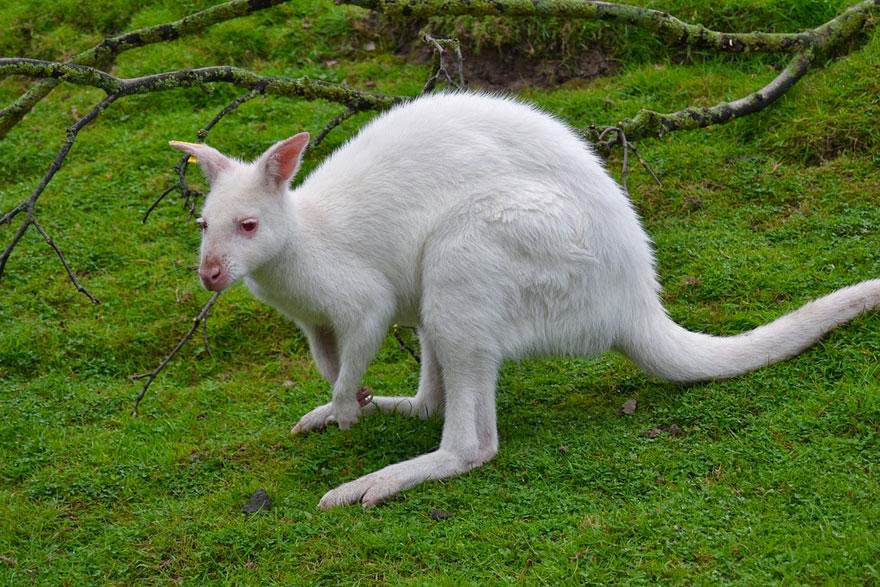 Spades & Hearts: 25 Albino Animals