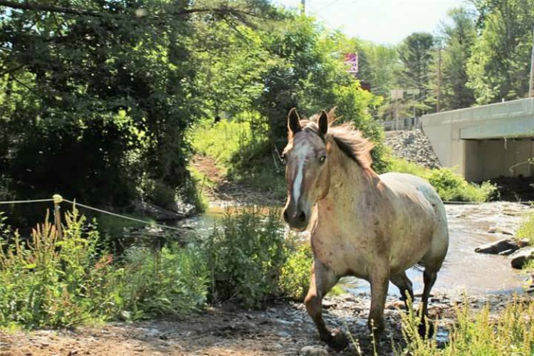 Pennsylvania & Beyond Travel Blog: Mountain Creek Riding Stables – The ...