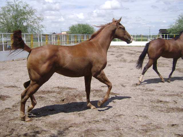 Crianza y cuidado de potrillos
