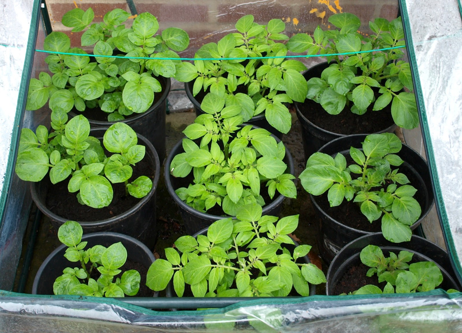 Mark's Veg Plot: Pots in pots