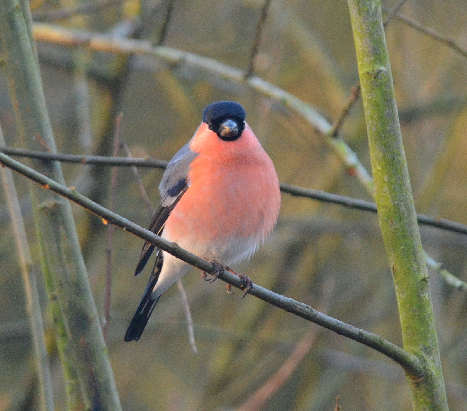 The Early Birder: Bullfinch