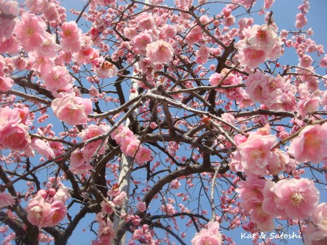 Our Adventures in Japan: kibun tenkan