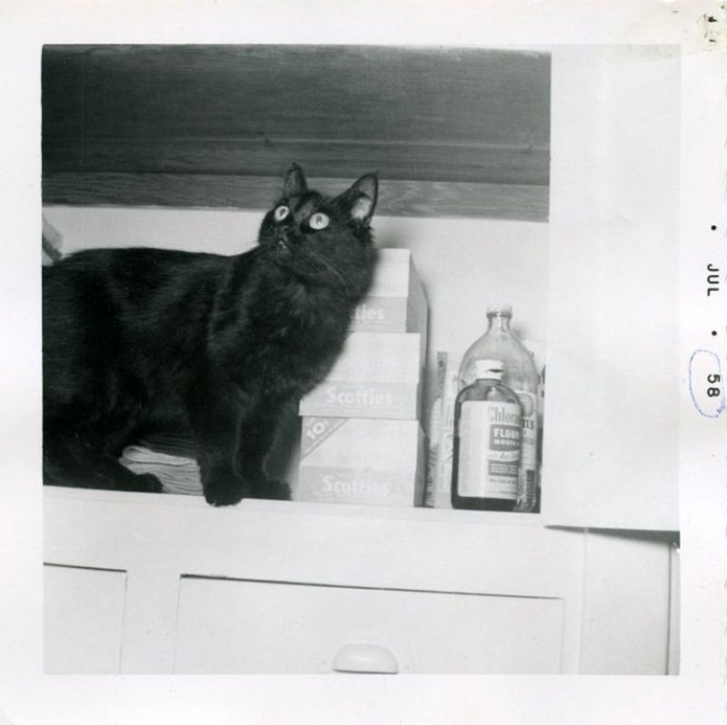 These Vintage Snaps Show Lovely Feelings of Cats When They Were ...