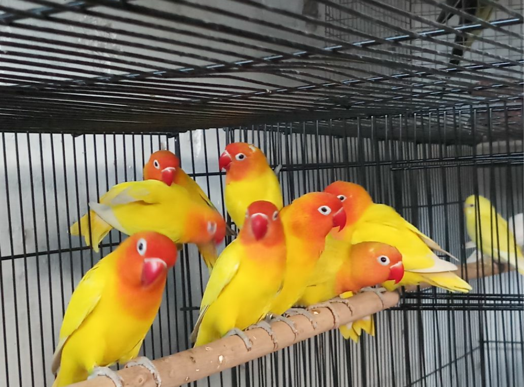 Exotic Animals : Lutino Fischer