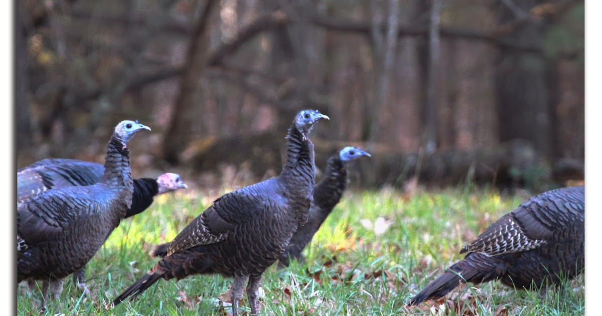 Henry S. Estes Photography: Rafter of Turkeys