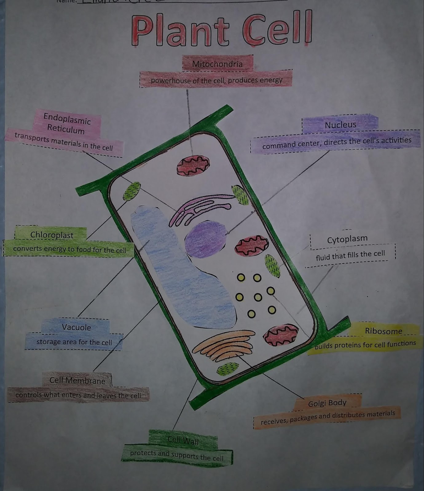 Terrific Third Graders: Plant Cells