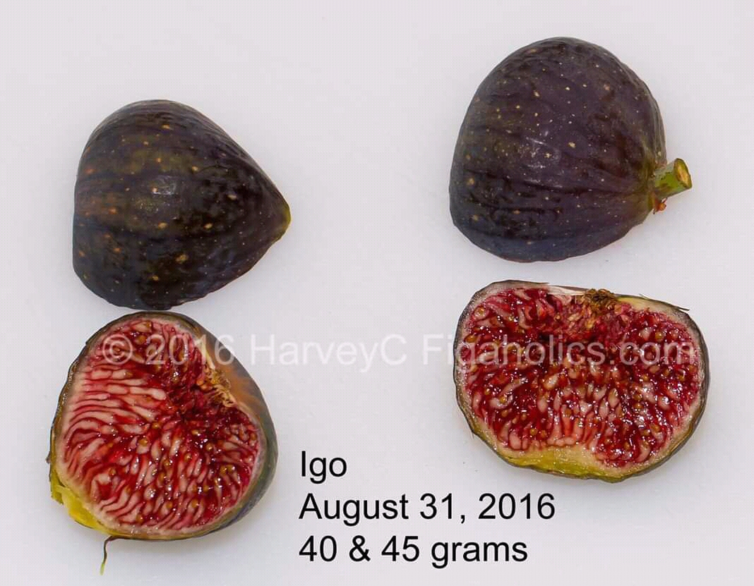 Igo (Prusch) FIg - Var Tin