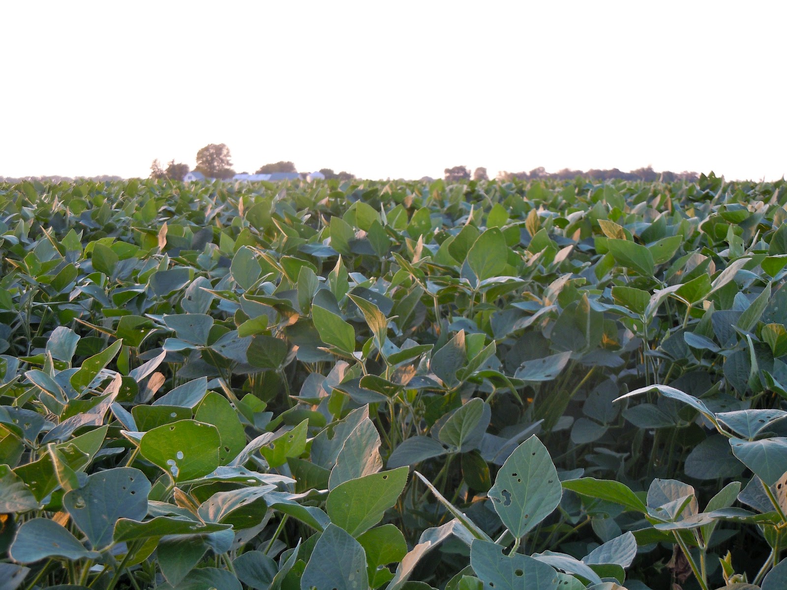 "La vie en...INDIANA!" (Life in Indiana.): Sweetser Switch Trail