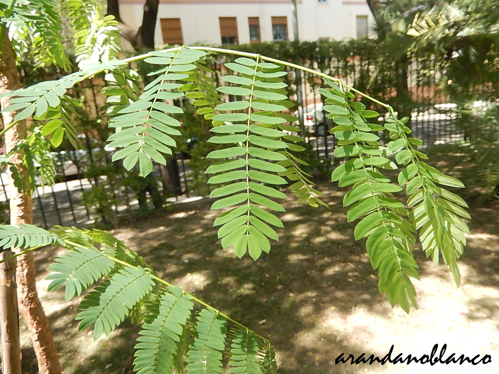 elarbolmiamigo-encinarosa: Enterolobium Contortisiliquum - Timbó ...