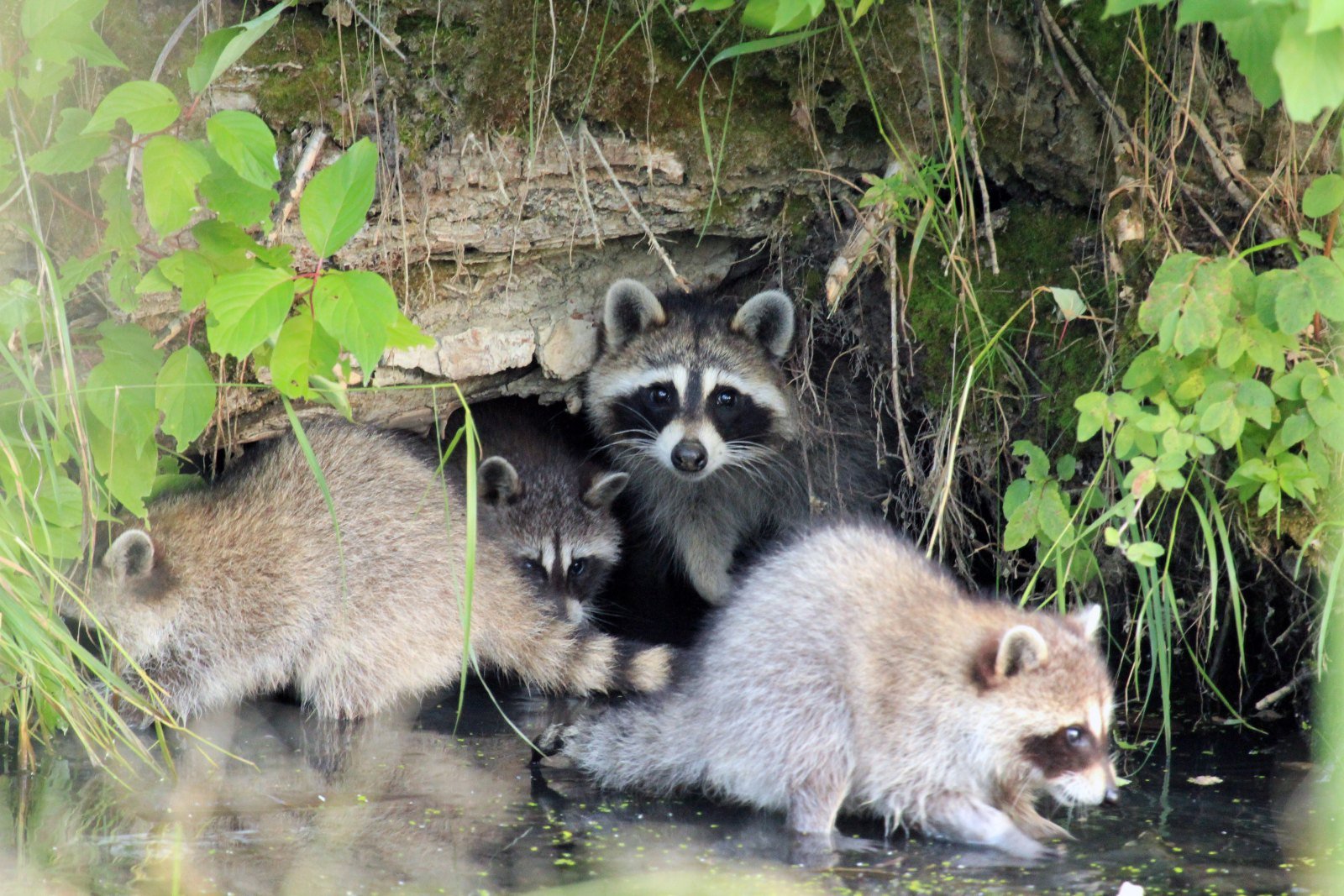 Mapache de Cozumel: Endemismo y el Mapache de Cozumel